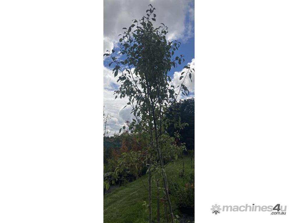 Used 3 X SNOW PEARS 3 X SNOW PEARS Market Gardening in , - Listed on ...