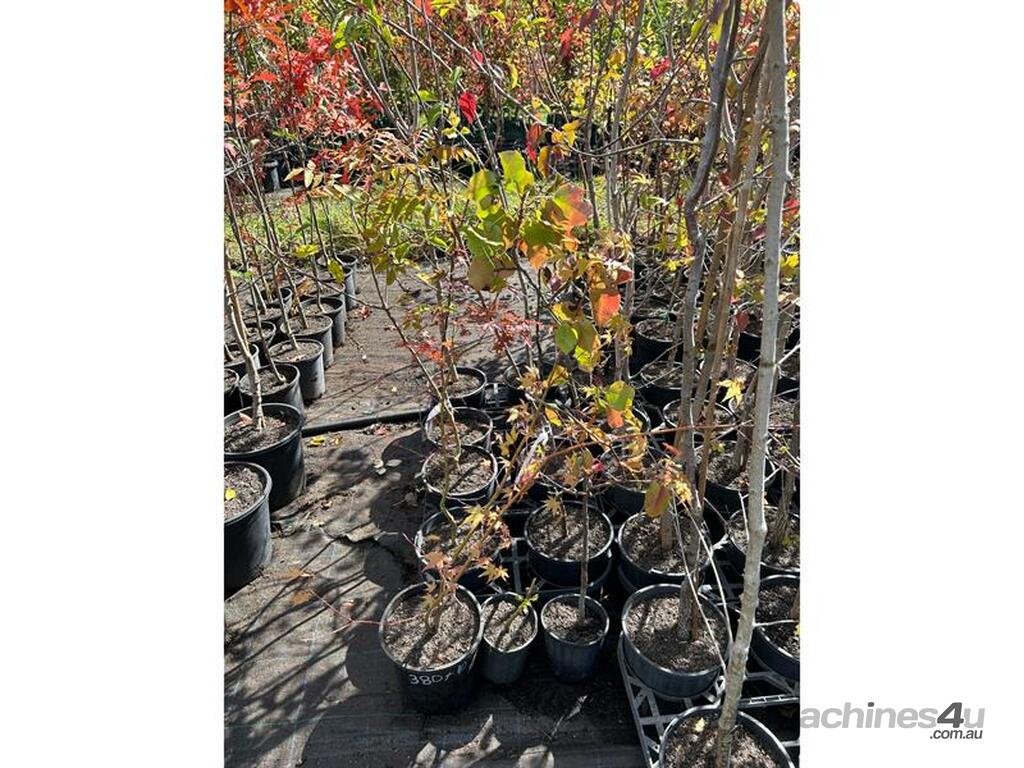 Used 10 X MIXED (FIELD MAPLE 10 X MIXED FIELD MAPLE CHINESE PISTACHIO ...