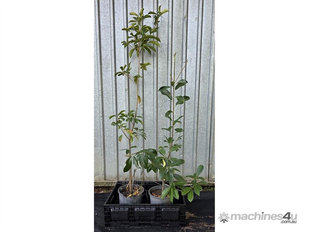 Used 2X BLINDING TREES 2X BLINDING TREES 20CM POTS (1096170)