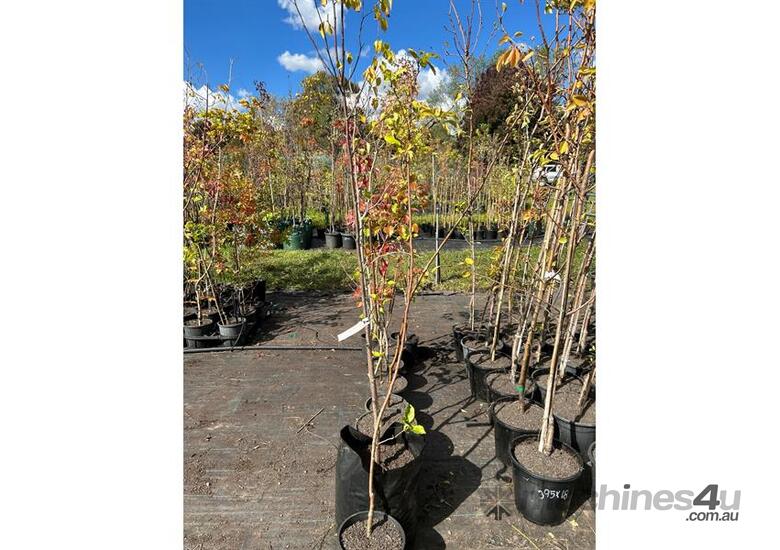 Used 9 X MIXED (BIRCH 9 X MIXED BIRCH HIBISCUS JAPANESE MAPLE Market ...