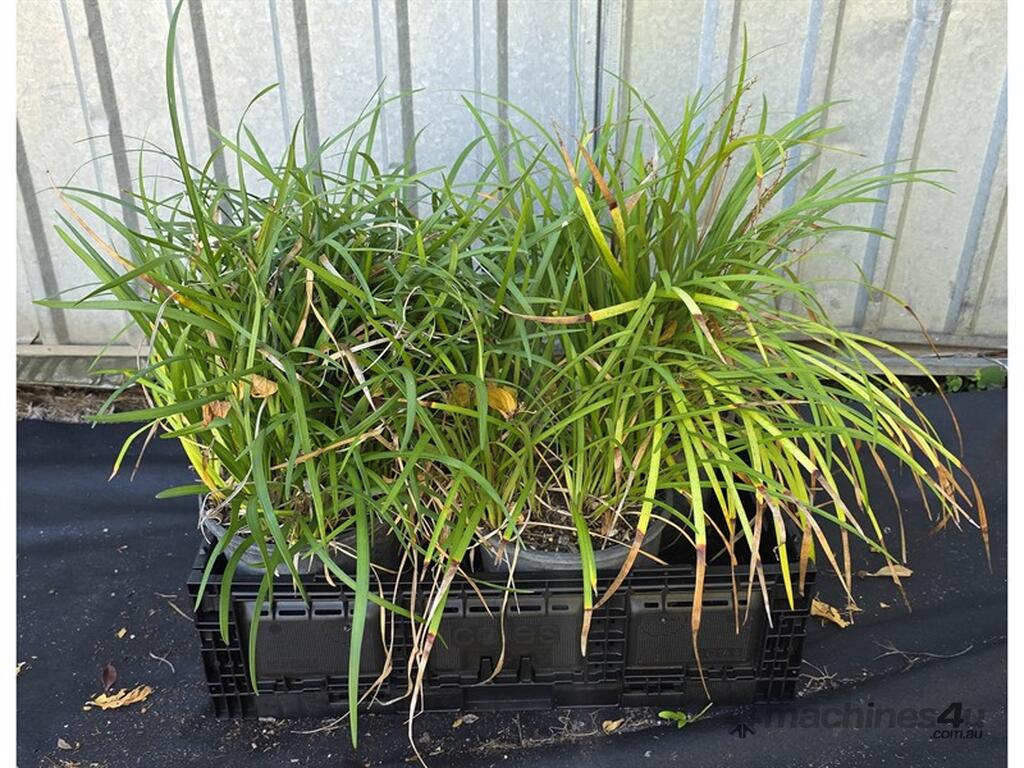 Used 4X MIXED LILY TURF AND GARLIC CHIVE PLANTS 4X MIXED LILY TURF AND ...