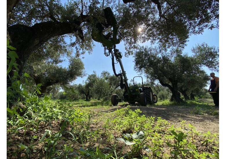 New sicma TR80 Olive harvester in , - Listed on Machines4u