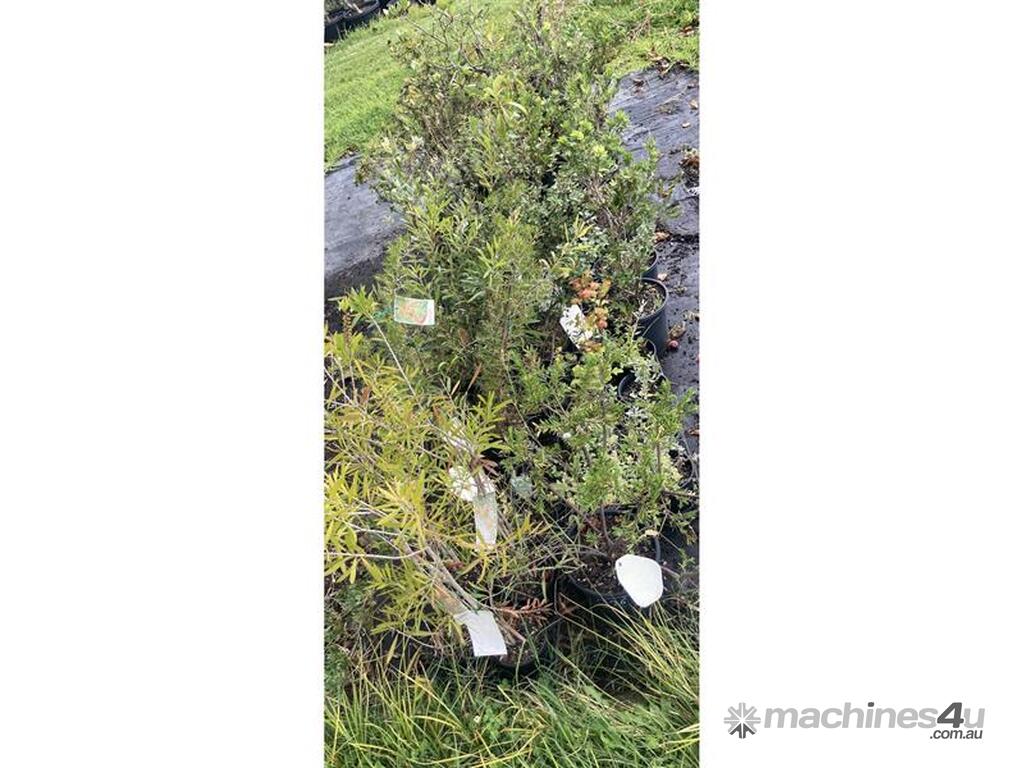 Used 50 X ASSORTED NATIVE SHRUBS 50 X ASSORTED NATIVE SHRUBS Market ...